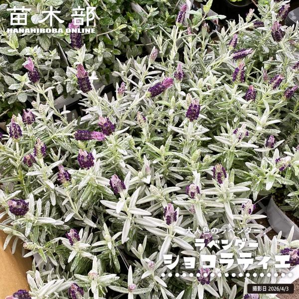 ●品種の特徴「ショコラティエ」はブラウンがかった紫色、ダークパープルの花穂が魅力的なストエカス系ラベンダーです。お洒落な雰囲気のシルバーリーフに濃い花色が映えます。ラベンダーは心地よい香りが魅力のハーブです。木本性ですが宿根草として扱われる...