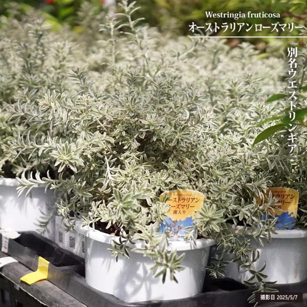 ●品種の特徴斑入りのオーストラリアンローズマリー（ウエストリンギア）です、オージープランツの中でとても使い勝手がよい常緑低木・ウエストリンギア。丈夫でローメンテナンスなだけでなく、長い間お花を楽しめて重宝する植物です。さらに綺麗な色のカラー...