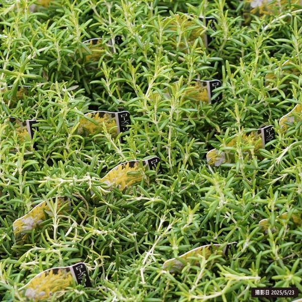 ●品種の特徴「ウィルマスゴールド」春にきれいな黄金色の葉となる這性のローズマリー。小さく短い葉が密につきます。 カラーリーフとして、寄せ植えやハンギングバスケットにおすすめです。淡い青紫の花をたくさん咲かせます。夏以降は緑葉となります。ロー...