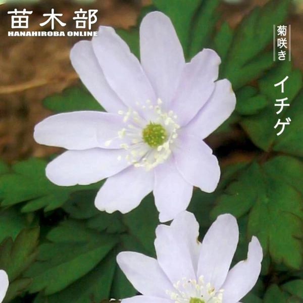 ●品種の特徴キンポウゲ科の宿根草で『菊咲一華』と書きます。秋明菊などと同じアネモネの仲間です。春に花茎の先に白色の花を一輪つけます。淡紫青色の花を咲かせるものもあります。東京で自生するものはほとんどが白花です。花弁に見えるものは萼片（がくへ...