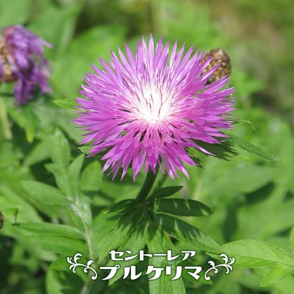 ●品種の特徴初夏から夏に花弁がピンク色で中心がクリーム色の線香花火がはじけたような花が咲きます。輝くようなとても鮮やかで美しいピンク色です。葉は切れ込みがあり青みがかった灰色の葉をしているので、カラーリーフとしても楽しめます。花色と葉色のコ...