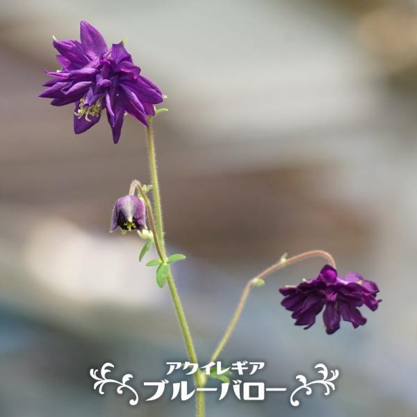 【発売日：2026年03月28日】●品種の特徴ブルーバローは、鮮やかな青紫色の八重咲き小輪タイプのバロー系オダマキです。多数の花弁が密に重なり合い繊細で美しいオダマキの銘花。うつむきがちに咲く可憐な花姿は「思い出の恋人」の花言葉がぴったりで...