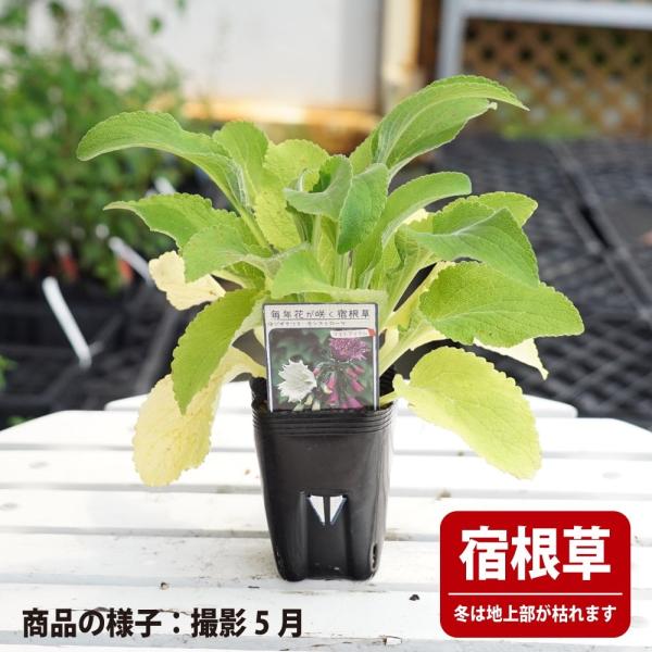 ●品種の特徴花穂の頂点部分にキキョウのようなシンボルフラワーを咲かせるとても目を引くジギタリスです。 実生苗のため、色や花型、咲き方は様々でどんな花が咲くかはお楽しみ！幾つか揃えてその違いを楽しむのも面白そうですね。花軸が長いため切り花にも...