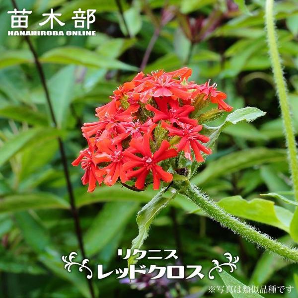 ●品種の特徴ナデシコ科の宿根草で別名『アメリカセンノウ』。アメリカという名が付いているが原産はユーラシア大陸。初夏〜夏にかけて鮮やかな緋色の小花を傘状に密集させて咲く。切り花としても利用できる。比較的育てやすい品種。リクニスは学名で、一般的...