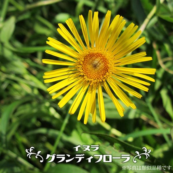 ●品種の特徴イヌラは初夏から夏にかけて大輪の黄色い花を咲かせる宿根草です。花弁は細く、咲き始めは花芯も黄色で咲き進むと花芯が茶色く変化していきます。葉も大きく存在感があり見応え抜群です。強健な品種で育てやすく、切り花にも適しています。学名：...
