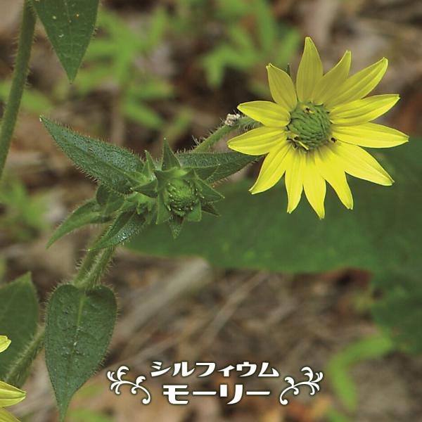 【発売日：2026年05月23日】●品種の特徴シルフィウム モーリーは、キク科の宿根草で夏から秋にかけて淡く、優しいクリームイエローの大型の花です。その見た目は、まるでヒマワリのような、キクのような形をしております。草丈がおおよそ160cm...
