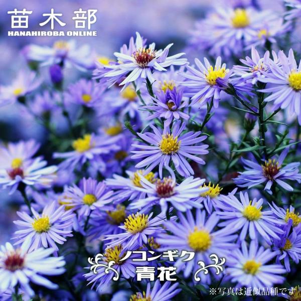 ●品種の特徴日本各地の低地から高原までの草原に広く見られる多年草です。冬にはタンポポのような綿毛もできます。洋風や和風、ナチュラルガーデンなどいずれの庭にも合います。シンプルで自然な雰囲気なので特に和風や自然風の庭には特におすすめです！花が...