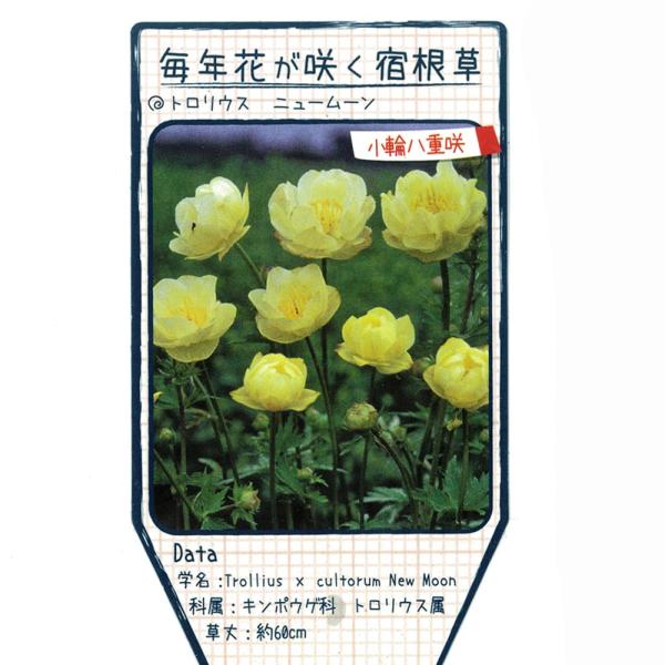 【発売日：2026年05月23日】●品種の特徴ニュームーン は夏の初めにボタンを小さくしたようなクリーム色の可愛らしい花がたくさん咲きます。トロリウスは、はっきりとしたオレンジや黄色が一般的ですが、レモンクリーム色のこちらの品種は珍しいです...