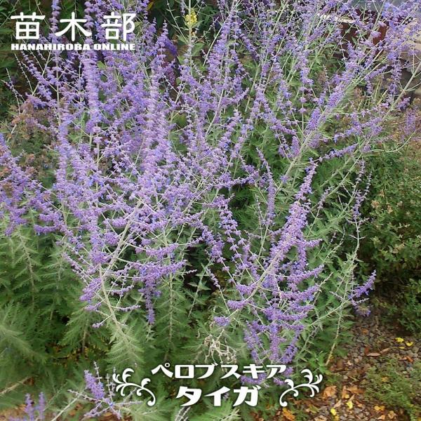 ●品種の特徴全体的にふんわりとしたやわらかさとボリューム感があり、淡いグレーの茎と葉に淡い紫の花が印象的な草花です。ラベンダー色の花も魅力ですが、シルバーな草姿が涼しげで美しく、カラーリーフとしても楽しめます。こんもりとブッシュ状に繁る様子...