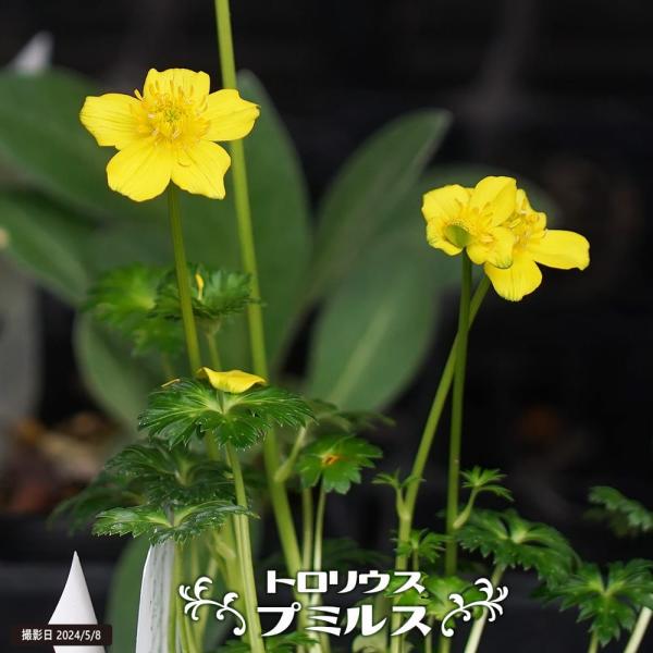 【発売日：2026年05月23日】●品種の特徴プミルスはトロリウスの中でも花付きの良い品種で、花弁が硬いため切り花にも向いています。国内ではまだ珍しく、大株になるとたくさんの花が楽しめます。トロリウスは日本に自生するキンバイソウの仲間です。...