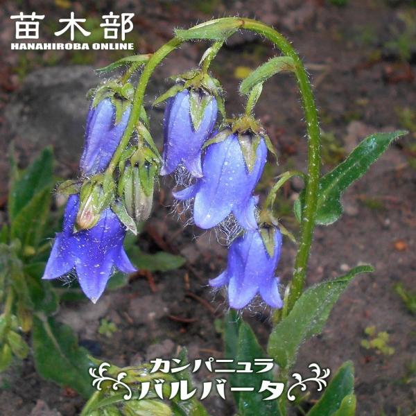 ●品種の特徴髭面という意味を持つ「バルバータ」。その名のように、葉、茎、花が微毛で覆われているのが特徴です。カンパニュラは温帯地から冷帯地まで広く分布しています。ほとんどが多年草（宿根草）です。カンパニュラはラテン語で「釣鐘」を意味し、花の...