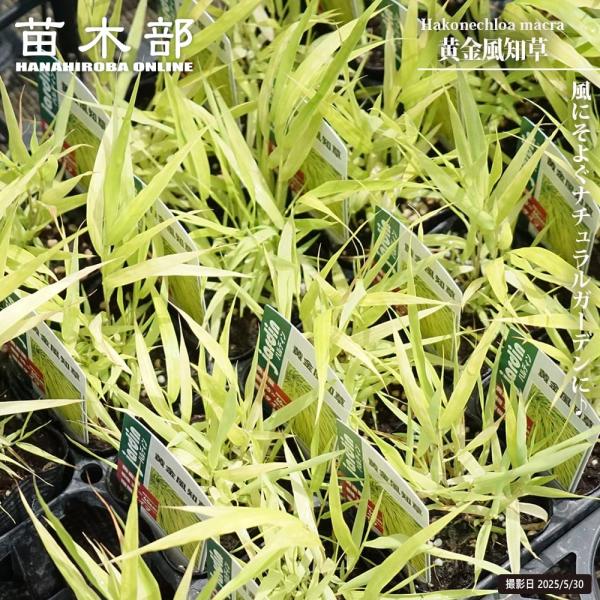 ●品種の特徴「黄金風知草（オウゴンフウチソウ）」は、葉が黄色いタイプで、カラーリーフとして利用できます。「フウチソウ」は風に揺れる葉姿が涼やかな山野草です。株は増えるとこんもりとドーム状になり、和風・洋風どちらの庭にも良く合います。学名の「...