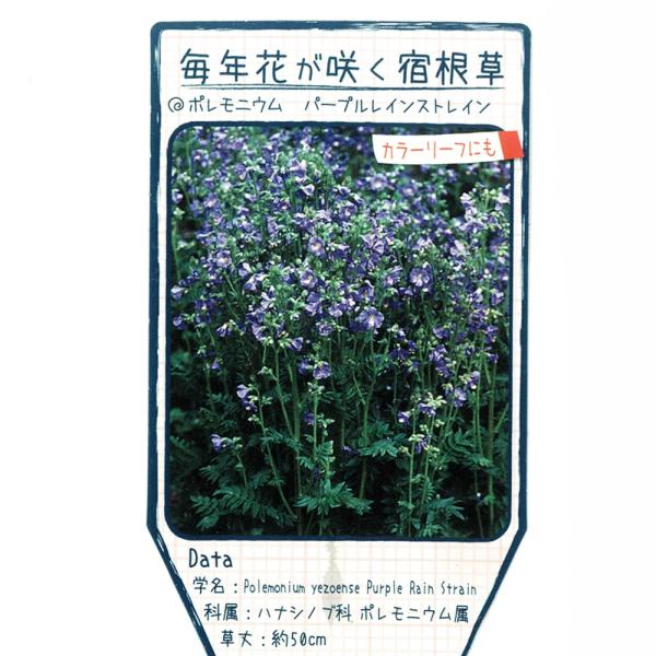 ●品種の特徴ポレモニウム パープルレインストレインは、春から初夏に花茎がすっと伸びて開花し、濃い紫の花と葉色のコントラストが美しく、シックな雰囲気を作ってくれます。花がたくさん咲く優秀な品種です。日本にも自生しているハナシノブの仲間です。シ...