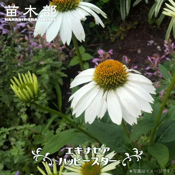 ●品種の特徴「ハッピースター」はエキナセアには珍しい白花品種で、白い花弁と茶色のコーンの対比が美しい品種です。花形が揃って咲くものを選抜しました。古来からハーブとして利用されているエキナセアは、春の花々が一段落したあと、夏の始まりを告げるよ...