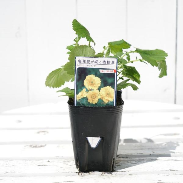 ●品種の特徴「サンライズ」は明るい黄色の花が美しいゲウムです。一輪一輪しっかりと咲き、雨がちなこの季節を太陽のように明るく演出してくれます。ゲウムはバラ科の宿根草で「ダイコンソウ」の仲間です。極度の乾燥と高温を嫌いますので、低暖地で植え込む...
