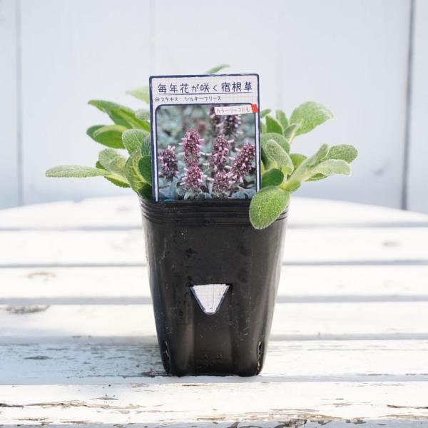 【発売日：2026年05月23日】●品種の特徴「シルキーフリース」は従来の品種よりコンパクトで横に広がるタイプです。美しいシルバーリーフでふわふわな毛におおわれた手触りが好きな方も多いのでは？6月から7月にかけて毛におおわれた赤紫色の花を咲...