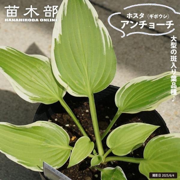 ●品種の特徴「アンチョーチ」はやや大型の品種で緑色にクリームイエローの縁取りが入る美葉品種です。暑さは少し苦手ですが、丈夫で寒さには強く、日本全国で庭植えができます。日陰でもよく育つグランドカバー向けのカラーリーフ です。年々大株に育ち素晴...