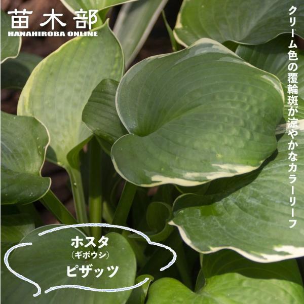 【発売日：2026年05月16日】●品種の特徴「ピザッツ（ピザース）」は、クリーム色の覆輪と緑の葉が涼やかな印象を与えるホスタです。この斑の部分は最初はライムグリーンで徐々に白色に変化していくそうです。コンパクトに育つため鉢植えにもおすすめ...