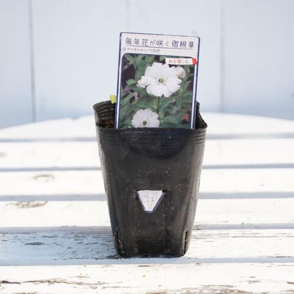 【発売日：2026年05月23日】●品種の特徴松本仙翁（マツモトセンノウ）は起源がはっきりしない毎年花を咲かせる多年草で、夏の山野草として扱われます。ツクシセンノウやツクシマツモトの別名を持ちます。（同種なのか別種なのか不明）朱色や白、ピン...