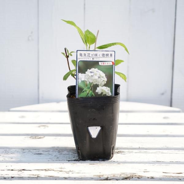 ●品種の特徴「豊テマリ（とよてまり）」は、山口県産の山アジサイでやや小型のてまり状の白っぽい装飾花を付けます。学名：Hydrangea serrata　ユキノシタ科　アジサイ属別名：紫陽花、八仙花、七変化、サワアジサイ、秋篠手毬、あきしのて...