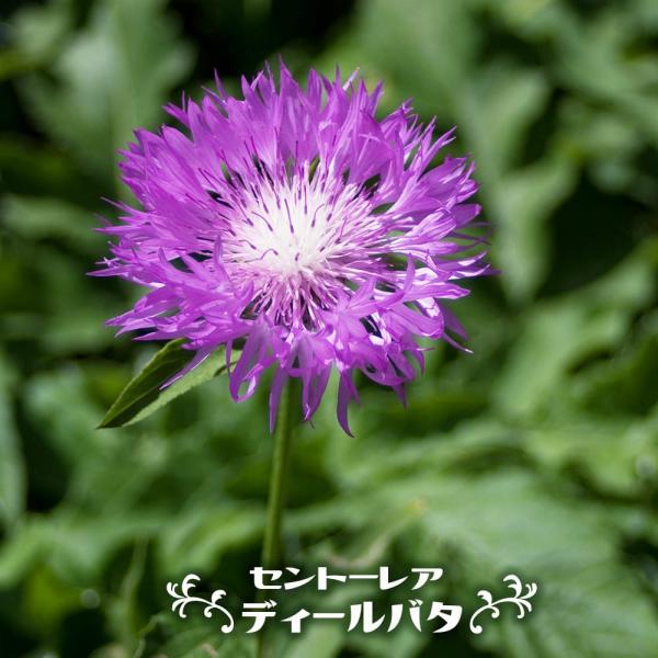 ●品種の特徴「ディールバタ」は、セントーレアノ中では大輪で美しいモーブピンクの花を咲かせます。中央は白っぽくぼかしが入ります。切れ込みの深い葉が茂り花が株を覆いつくさないのでとても自然な雰囲気です。可愛らしい見た目とは裏腹にとても丈夫で、寿...