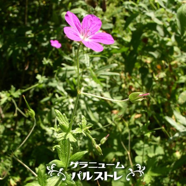 ●品種の特徴「パルストレ」は紫色の花を咲かせます。ゲラニューム（ゲラニウム）はフウロソウ科の宿根草で、フウロ草とも呼ばれます。学名：Geranium palustre　フウロソウ科　フウロソウ属別名：ゲラニューム、風露草、アケボノフウロ開花...