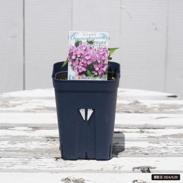 ●品種の特徴「フェイマスライトパープル」は濃いピンクの花を咲かせるコンパクトで枝分かれをして株を作る強健な品種です。フロックスの仲間は、バリエーションが非常に豊かで、同じ属に属する品種同士でもかなりの違いがあります。草丈1mを超える立性のも...