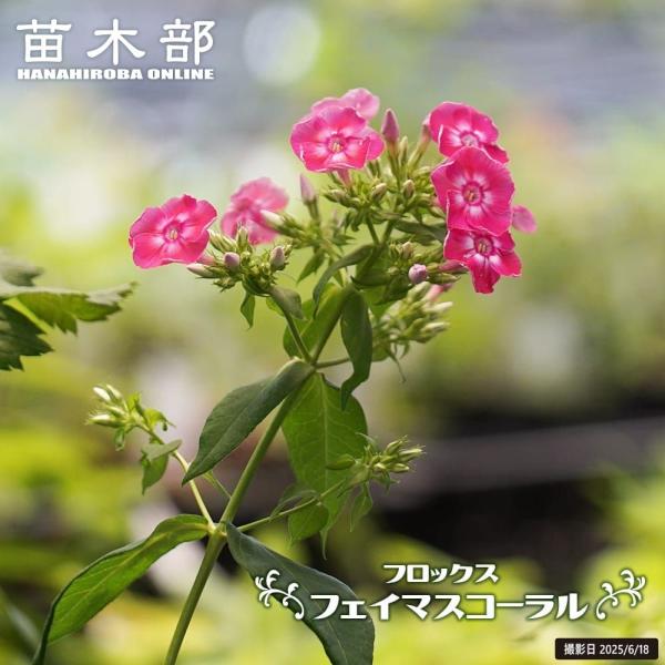 ●品種の特徴「フェイマスコーラル」はコーラルレッドの花が咲くコンパクト品種です、フロックスの仲間は、バリエーションが非常に豊かで、同じ属に属する品種同士でもかなりの違いがあります。草丈1mを超える立性のものから、匍匐性のもの、常緑や落葉、一...