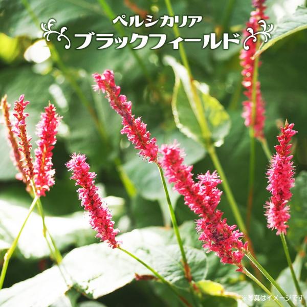 【発売日：2026年05月23日】●品種の特徴「ブラックフィールド」は花付きがよく花も大きめ。濃い紅色の花と葉の明るい緑の対比が趣き深く、ヨーロッパではとても人気の品種です。花茎がすっと伸びてゆらゆらと風にそよぐ姿は風情がありますね。花期も...