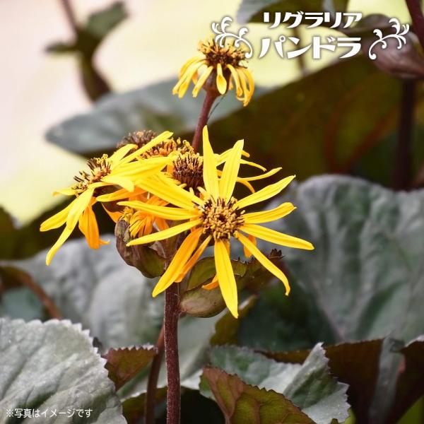【発売日：2026年05月23日】●品種の特徴「パンドラ」は株張りは30cmほどにしかならない驚くほど小型のリグラリアです。葉の黒味が濃く大きくなりすぎないので、寄せ植えや狭小地に活躍します。耐陰性もあるのでシェードガーデンにもおすすめです...