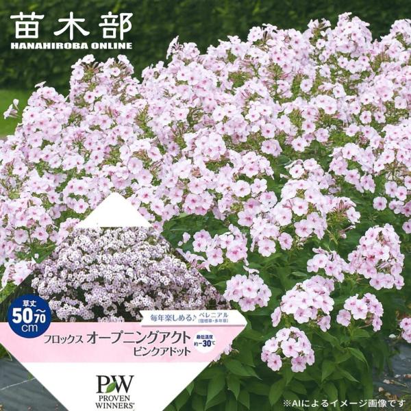 ●品種の特徴「ピンクアドット」は、春から夏にかけて、濃いピンク色の中央に星の模様が入った白い花を咲かせます。また、咲き終わった花を切り取ると、さらに秋にも花を咲かせる開花期が長いフロックスです。ジャパン・フラワー・セレクション2023-20...