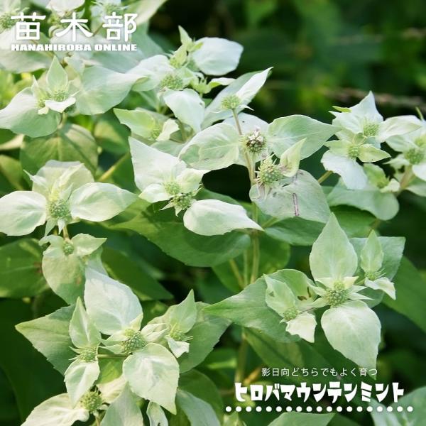 ●品種の特徴「広葉マウンテンミント」は花は薄い紫で小さいが、花の近くの葉が白くなり美しい品種です。とても強健でたくさんの花を上げ、切花用花材としても注目されています。葉茎には爽やかなミントの香りがあります。正確にはミントではなく、同じシソ科...