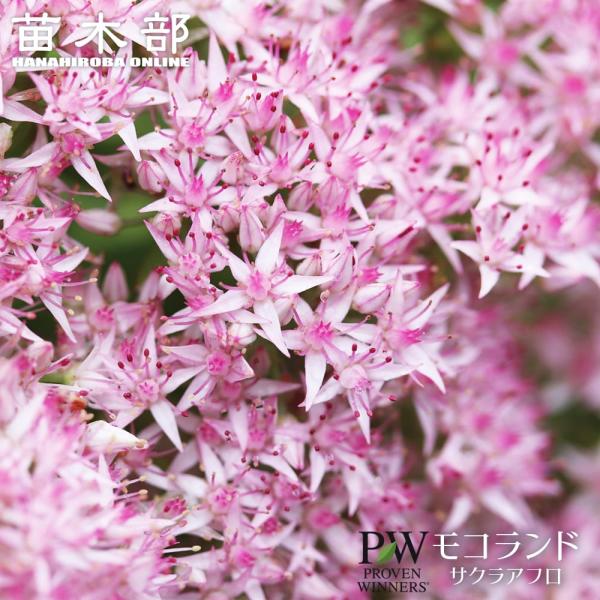 ●品種の特徴モコランド「サクラアフロ」は無数の蕾から花が咲くに連れて、桜色に変化していきます。優しい桜色の細長い5つの花弁が星のように連なり、大きな花房を形成します。インパクトがあるアフロヘアーながら、可愛らしい花色で、濃い赤色のシードヘッ...