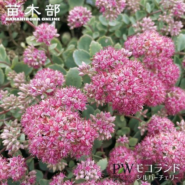 ●品種の特徴モコランド「シルバーチェリー」は、他の2品種よりもふんわりと咲くナチュラルな草姿。鮮やかなチェリーカラーが目を引きます。スタイリッシュなシルバーリーフも見応え十分で、春の萌芽から長く四季の移ろいを楽しむことができます。セダム属は...