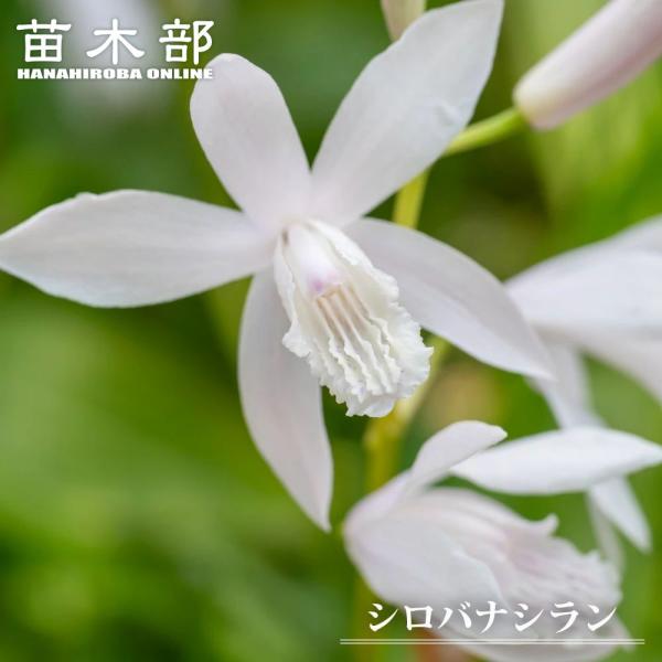 ●品種の特徴「シロバナシラン」は紫蘭の白花品種です。「シラン（紫蘭）」はラン科植物には珍しく、日向の畑土でも栽培可能なので観賞用として庭に植えることが可能です。暑さ寒さ、乾燥や加湿に耐える極めて丈夫な植物なので初心者にもオススメです。俯き加...
