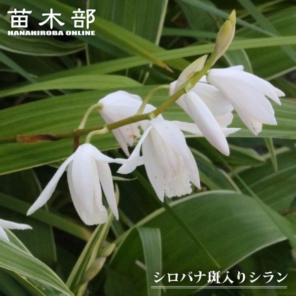 ●品種の特徴「シロバナ斑入りシラン」は紫蘭の白花・斑入り品種です。「シラン（紫蘭）」はラン科植物には珍しく、日向の畑土でも栽培可能なので観賞用として庭に植えることが可能です。暑さ寒さ、乾燥や加湿に耐える極めて丈夫な植物なので初心者にもオスス...