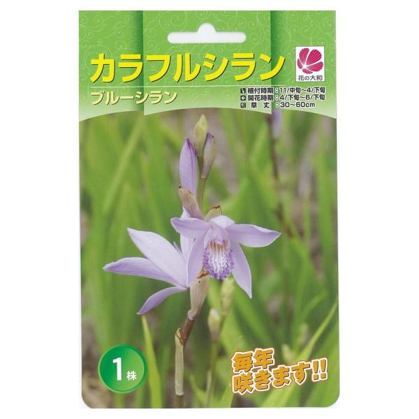 ●品種の特徴「ブルーシラン」は淡い青色の花を持つシランです。「シラン（紫蘭）」はラン科植物には珍しく、日向の畑土でも栽培可能なので観賞用として庭に植えることが可能です。暑さ寒さ、乾燥や加湿に耐える極めて丈夫な植物なので初心者にもオススメです...