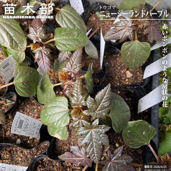 ●品種の特徴「ニュージーランドパープル」は観賞用のトウゴマで、紫色の銅葉が美しい品種です。成長が早く、春に植えた小さな苗でも8月までには2mを超えるくらい大きくなることもあります。「トウゴマ」は東アフリカ原産のトウゴマ科の多年草で、その種は...
