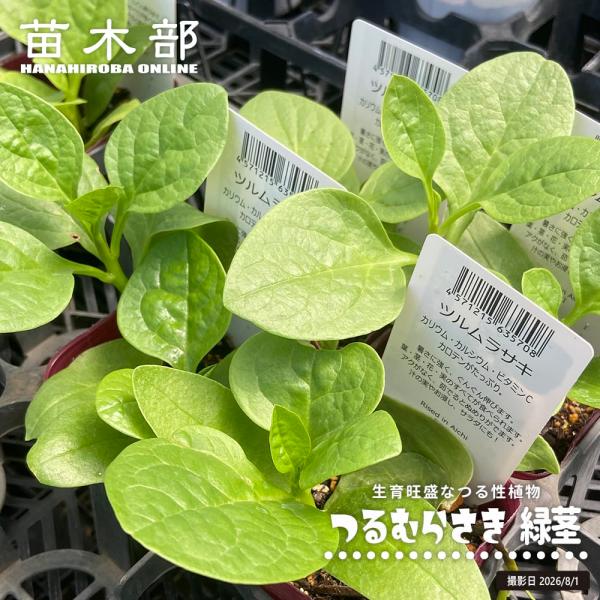 ●品種の特徴「つるむらさき （緑茎）」は暑さに強く、生育旺盛なつる性植物です。盛んに枝分かれするので、長期間収穫できます。茎も花も実も食べられます。独特のぬめりがおいしい真夏の野菜。おひたし、油炒めなどにおすすめです。一般的に食用のつるむら...