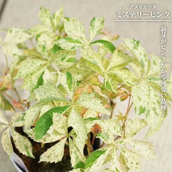 ●品種の特徴「ミステリーピンク」は新葉に美しいピンクと白の斑入り葉が出るアメリカヅタです。夏になると緑がかってきます。斑の入り方は個体差や季節差があります。「アメリカヅタ」はブドウ科の落葉性ヅタで、壁やトレリスなどに誘引して、好みの形に仕立...