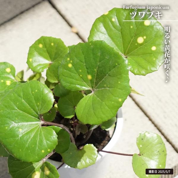 ●品種の特徴「ツワブキ」はキク科ツワブキ属に属する常緑多年草で、海岸近くの岩場などに生え、初冬に黄色い花を咲かせます。昔から民間薬や食用野草として知られ、若い葉柄が食べられてきました。観賞用に庭園に植えられることもあります。フキノトウは食べ...