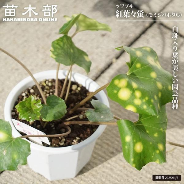 ●品種の特徴「紅葉々蛍」はモミジ葉に蛍のような斑が入る大株のつわぶきです。丈夫で葉が多く出るので、壁面緑化にも向いています。秋に葉の特徴が最もはっきり出る秋芸の品種です。冬に黄色の花を咲かせます。度の斑入り葉品種にも言えることですが、斑の入...