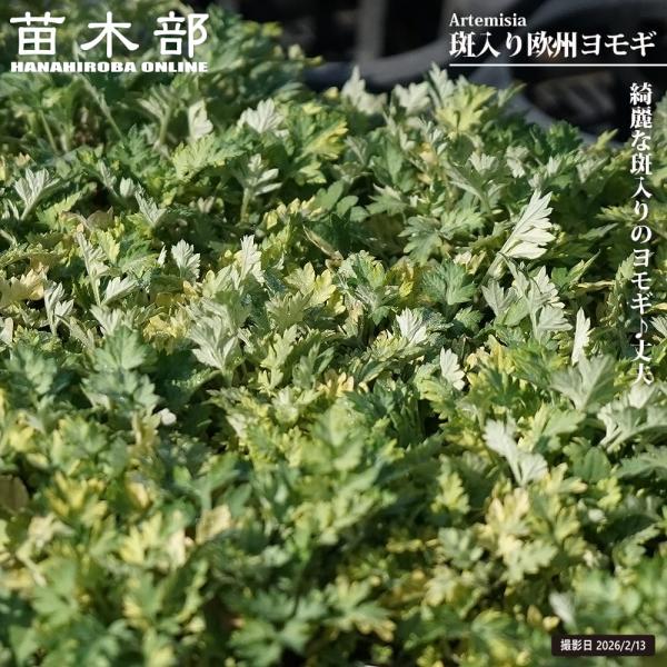 ●品種の特徴「斑入り欧州ヨモギ」はアルテミシア・バリエガータとも呼ばれ、斑入り葉が綺麗な欧州ヨモギです。きれいで丈夫なので、寄せ植えのカラーリーフとしておすすめ。性質は普通のヨモギと同じで強いので、栽培に手間がかかりません。耐寒性はあります...