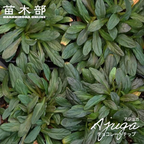 ●品種の特徴名前どおりに茶を帯びた、紫葉の細かな葉を持ちます。夏は緑から銅葉で、寒くなるとチョコレート色に変化します。若干高さはコンパクトに育つ品種で、高さは低いが繁殖力は旺盛です。丈をこじんまりまとめたい時にオススメです。チョコレートチッ...