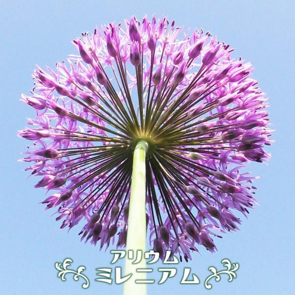 ●品種の特徴アリウム ミレニアムは従来のアリウムと違って真夏に開花し、夏の暑さにも強い品種です。夏から秋にかけて濃いピンク〜紫色の球状の花をたくさん咲かせます。花つきが良くドーム状に育ちます。コンパクトに育つ改良種で、育てやすく花壇でも使い...