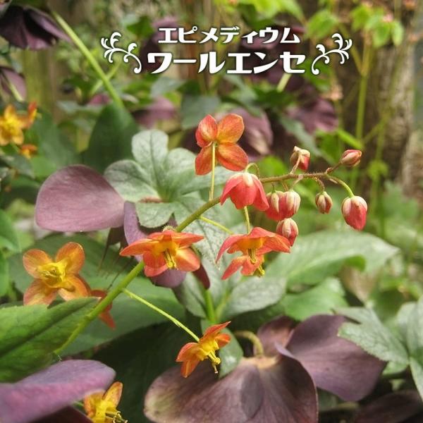 ●品種の特徴「ワールエンセ」はE.alpinum（アルピヌム） と、E.pinnatum subsp.colchicum （エピメディウム・ピンナトゥム・コルキクム ）の交雑種です。花色は赤銅色とされていますが個体差はあるようです。小花です...