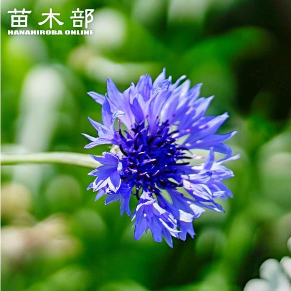 【発売日：2026年03月28日】●品種の特徴初夏に鮮やかなブルーの花を咲かせますが、環境によって花色がかわりやすいのもこの品種の特徴です。暑さに強いですが多湿で蒸れやすいので、乾かし気味に育ててください。やや乾燥気味の土壌で水はけを良くし...