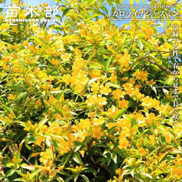 ●品種の特徴「カロライナジャスミン」は2種からなる小さなグループゲルセミウム属の1つです。鑑賞用として栽培されているのはこちらの品種だけです。常緑性のつる植物で、春から夏にかけて鮮やかな黄色の花を次々と咲かせ、ハゴロモジャスミンより弱いです...