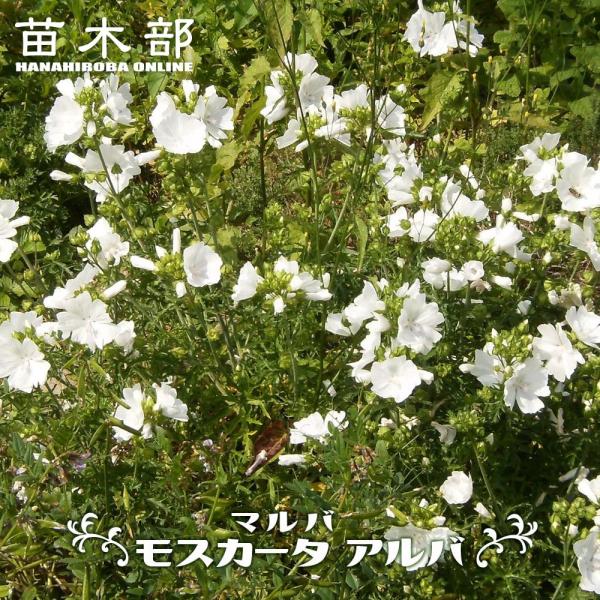 【発売日：2026年03月28日】●品種の特徴アオイ科の宿根草で和名を「ジャコウアオイ」といいます。初夏から秋にかけて純白の花を咲かせます。花弁は薄く、清楚な印象を与える花です。葉は細く草丈は50ｃｍとアオイ科の中では小型の品種です。葉にほ...