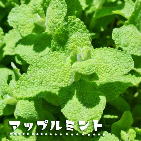 ●品種の特徴フルーツ系の香りでりんごとスペアミントを混ぜたような青リンゴの甘い香りがし、ハーブティーや香辛料、サラダなどに利用されます。ミントの中では最高の風味と芳香があります。葉は少し丸みがあって、薄い毛で覆われています。 ドライにして使...